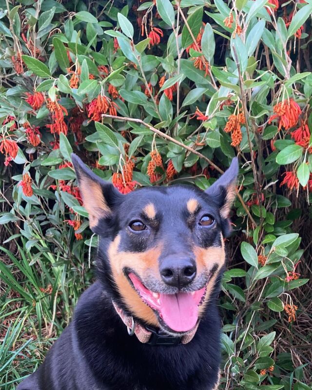 Home | Happy Wombat Hazelnuts