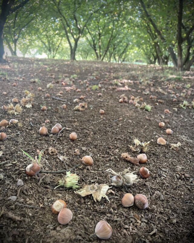 Home | Happy Wombat Hazelnuts